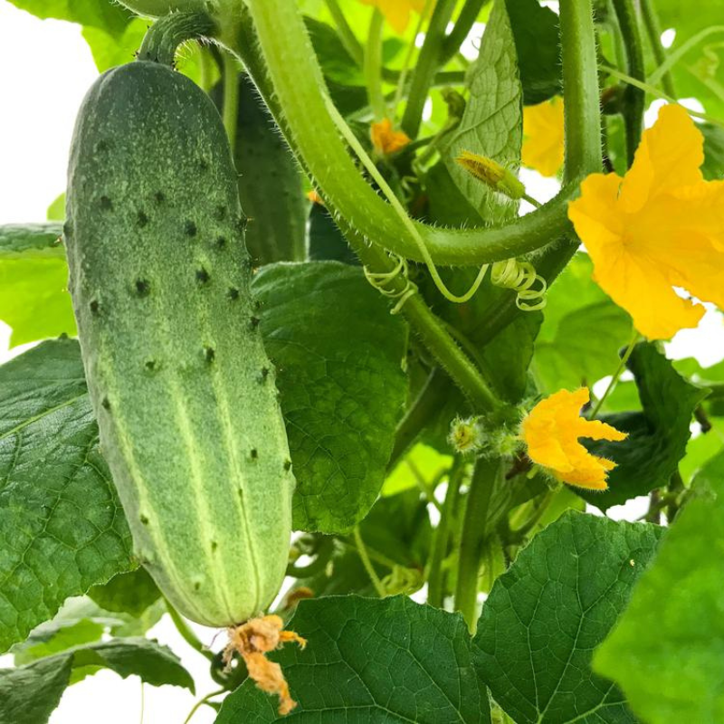 Space Master Cucumber – Florida Living Seeds