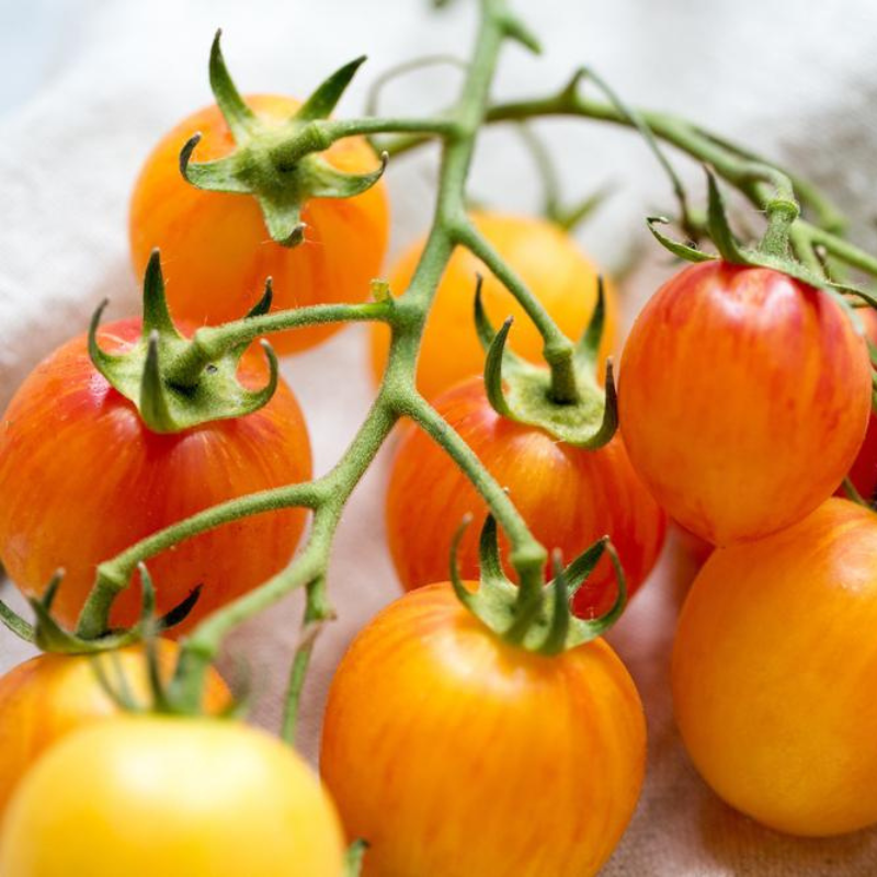 Sunrise Bumble Bee Tomato – Florida Living Seeds