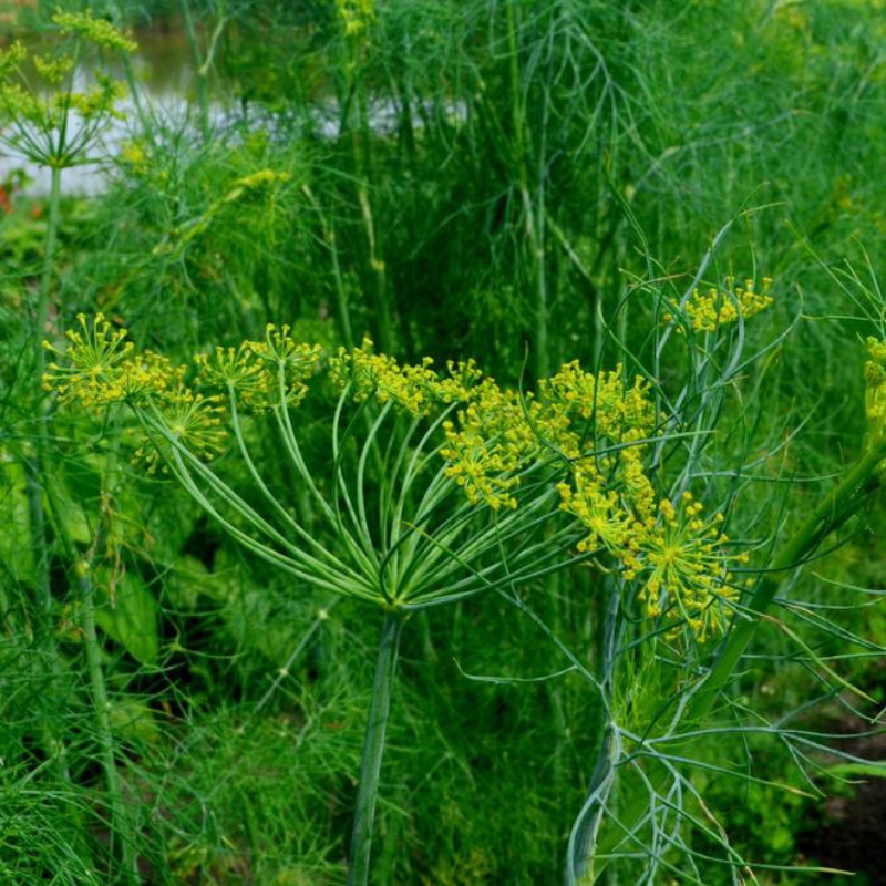 Bouquet Dill – Florida Living Seeds