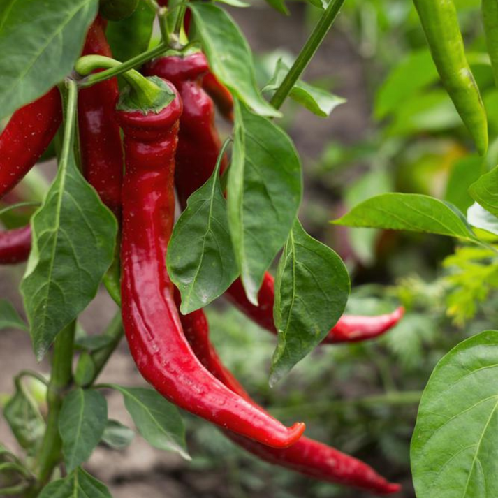 Cayenne Red Long Thin Pepper – Florida Living Seeds