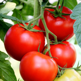 WELCOME TO FLORIDA LIVING SEEDS – Florida Living Seeds