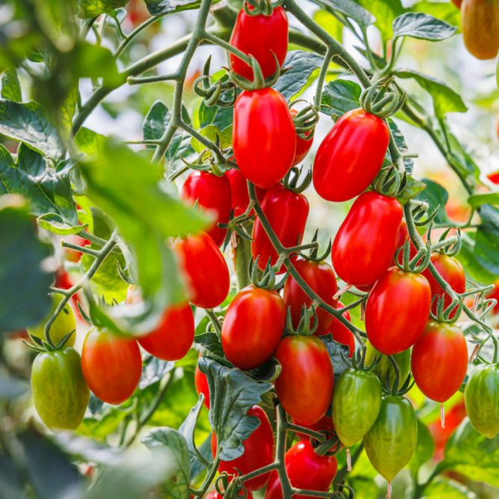 Roma Paste Tomato – Florida Living Seeds