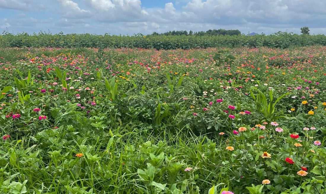 WELCOME TO FLORIDA LIVING SEEDS – Florida Living Seeds