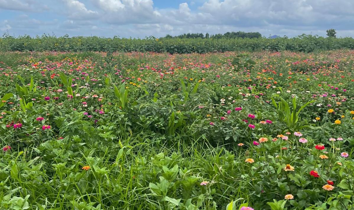 WELCOME TO FLORIDA LIVING SEEDS – Florida Living Seeds